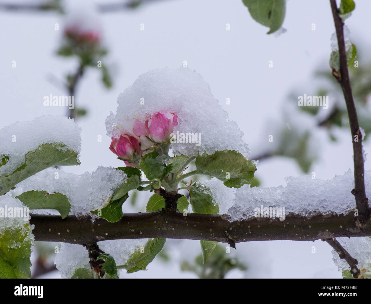 Late winter apple buds 1 Stock Photo - Alamy