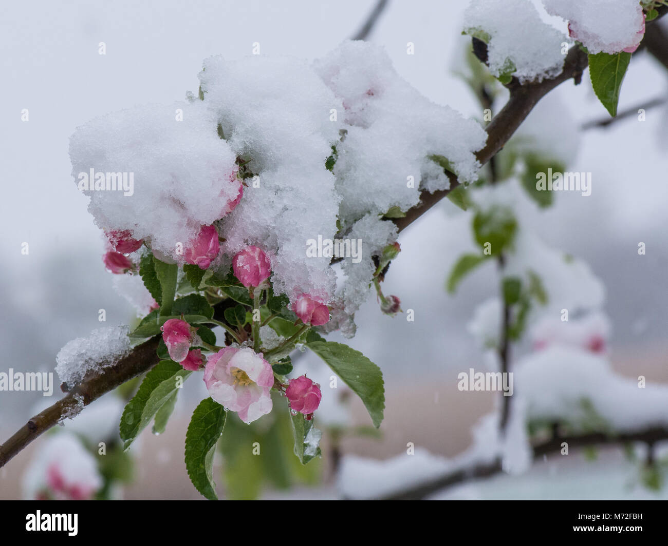 Loads of apples hi-res stock photography and images - Alamy