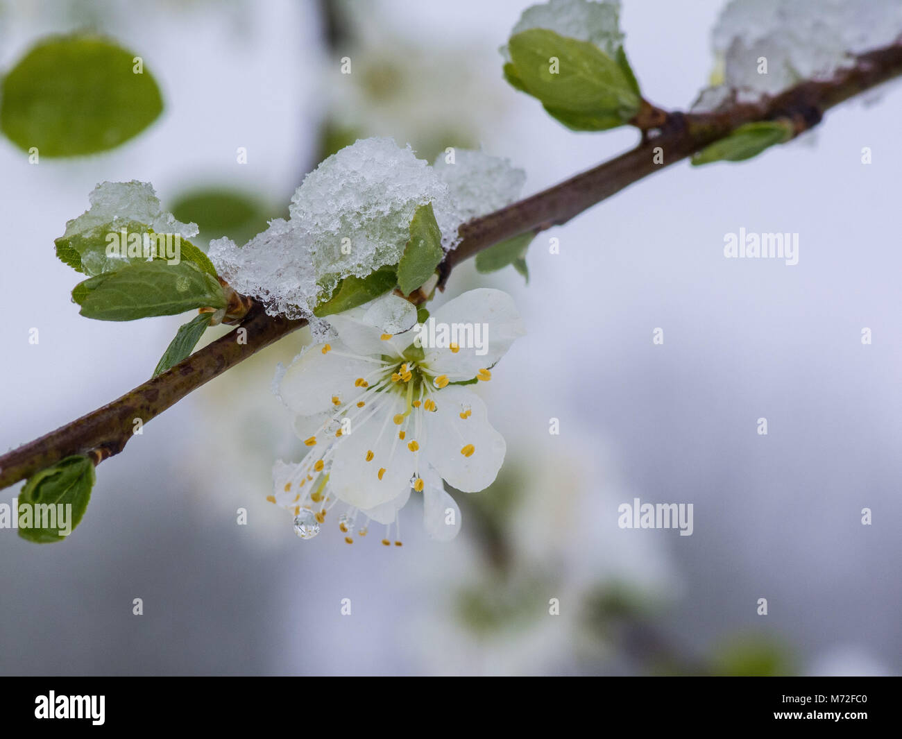 Late winter plums 4 Stock Photo - Alamy