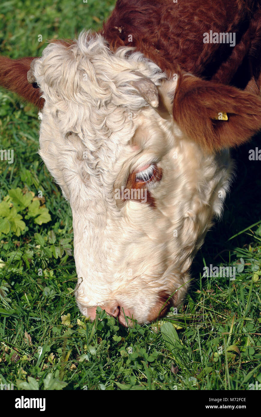 lush pasture 1 Stock Photo - Alamy
