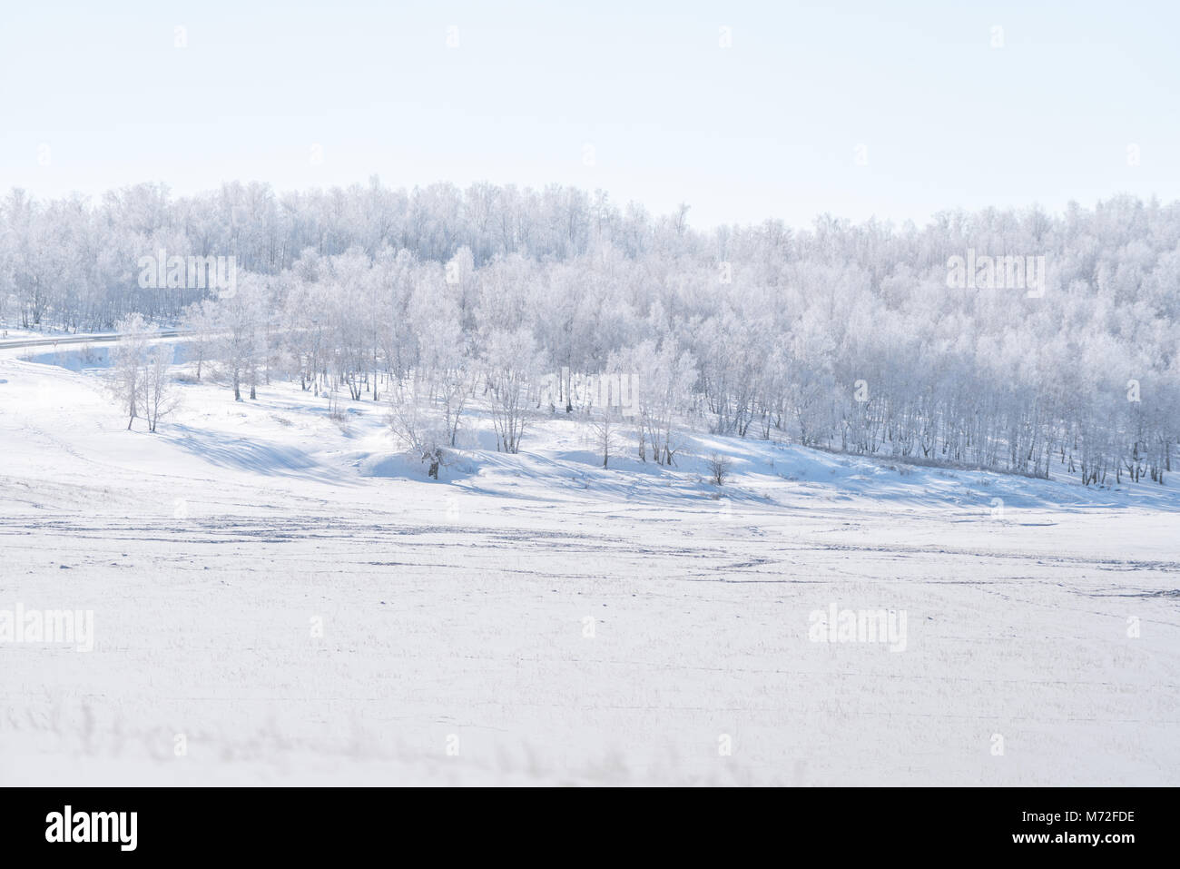 Winter landscape, white snow field with white forest in winter Stock ...