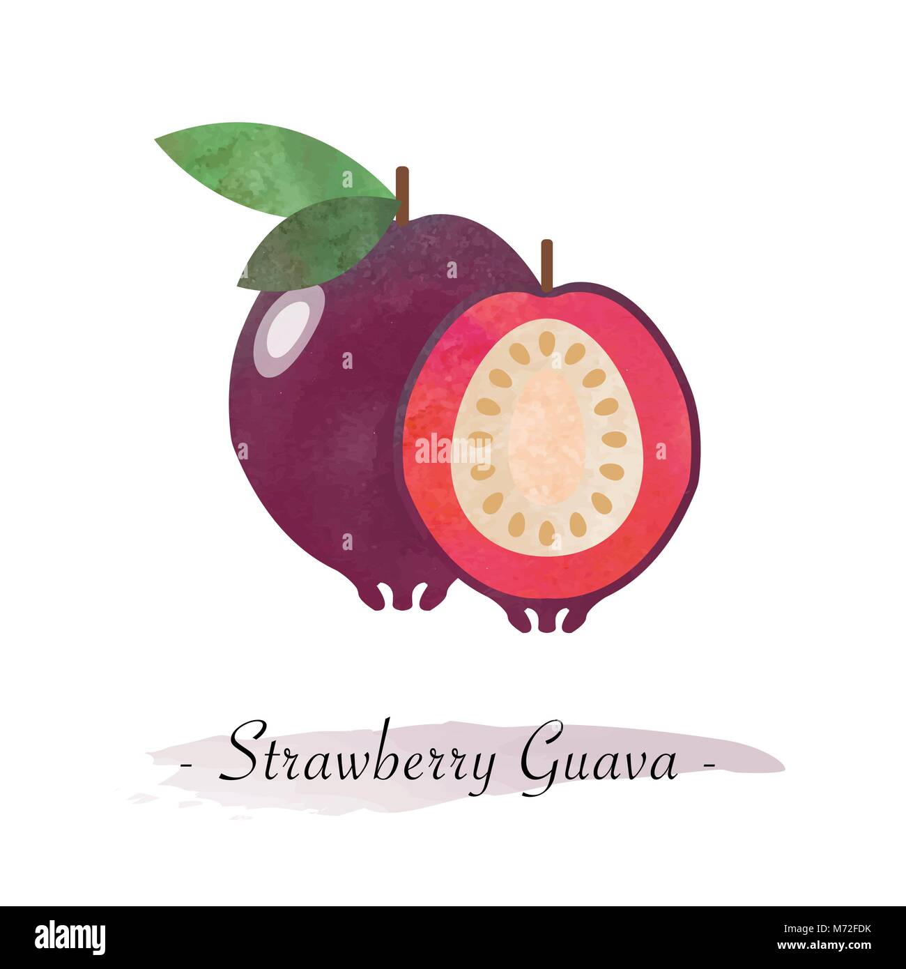 Colorful watercolor texture vector healthy fruit strawberry guava Stock ...