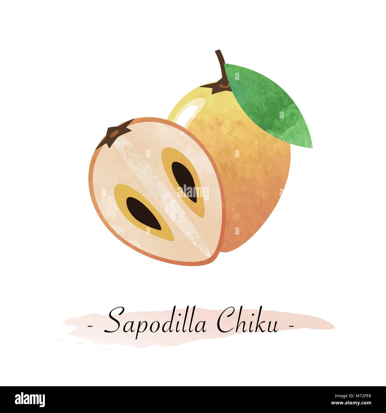 Colorful watercolor texture vector healthy fruit sapodilla chiku Stock ...