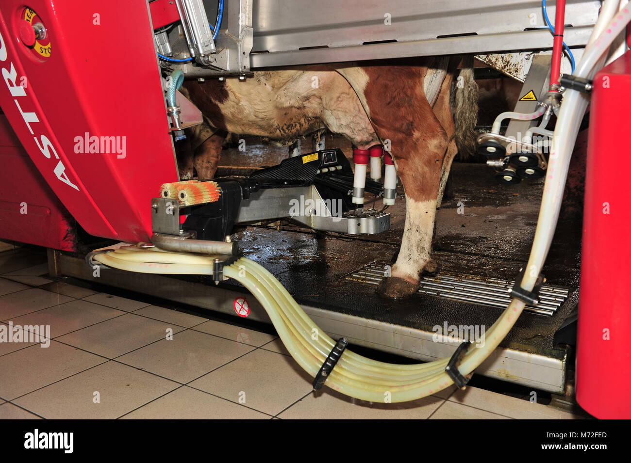 Milk robot 10 Stock Photo - Alamy