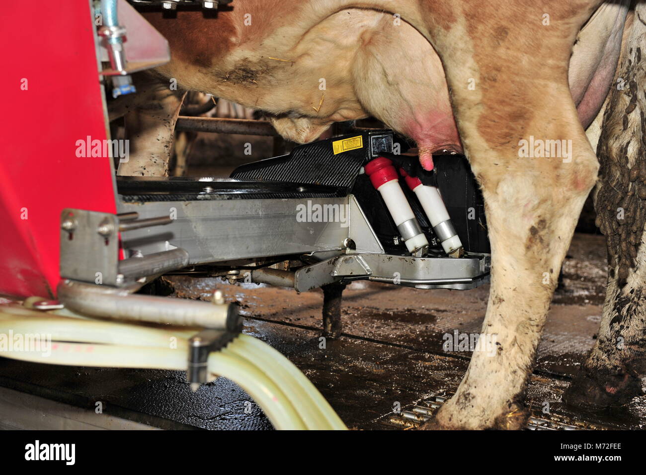 Milk robot 11 Stock Photo - Alamy