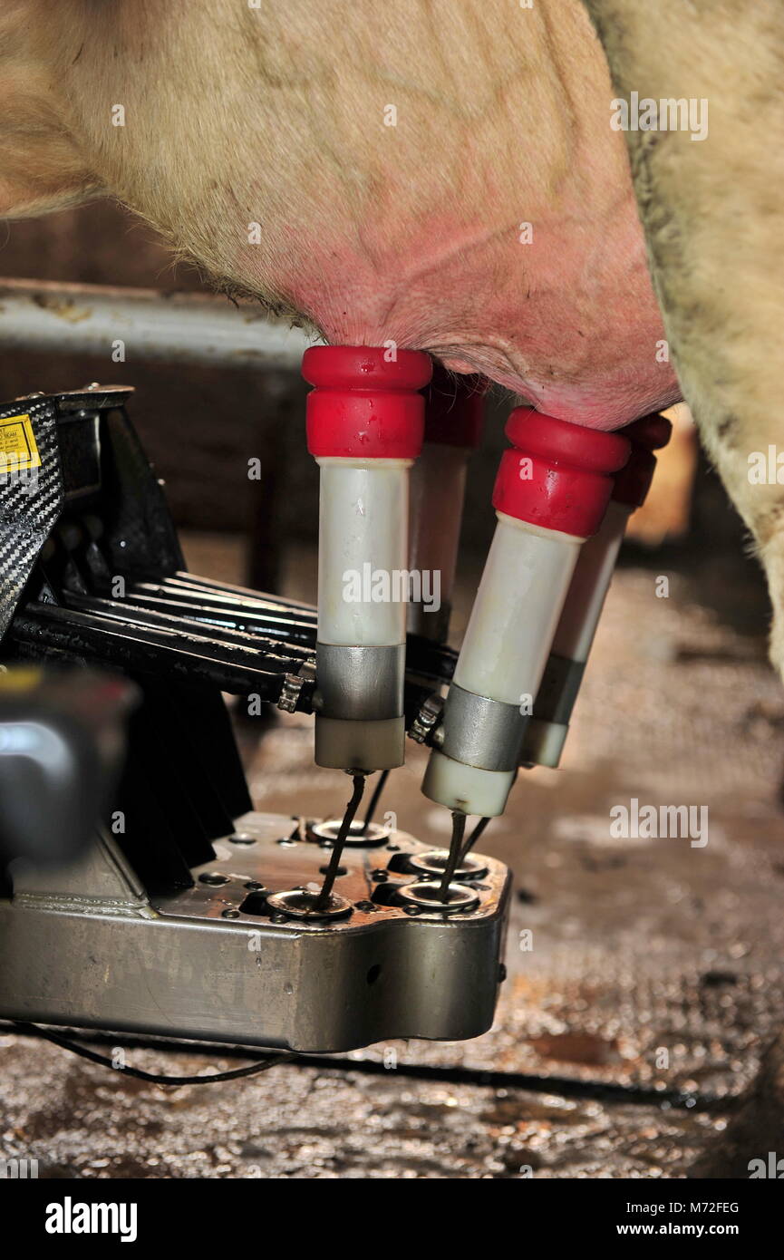 Milk robot 14 Stock Photo - Alamy