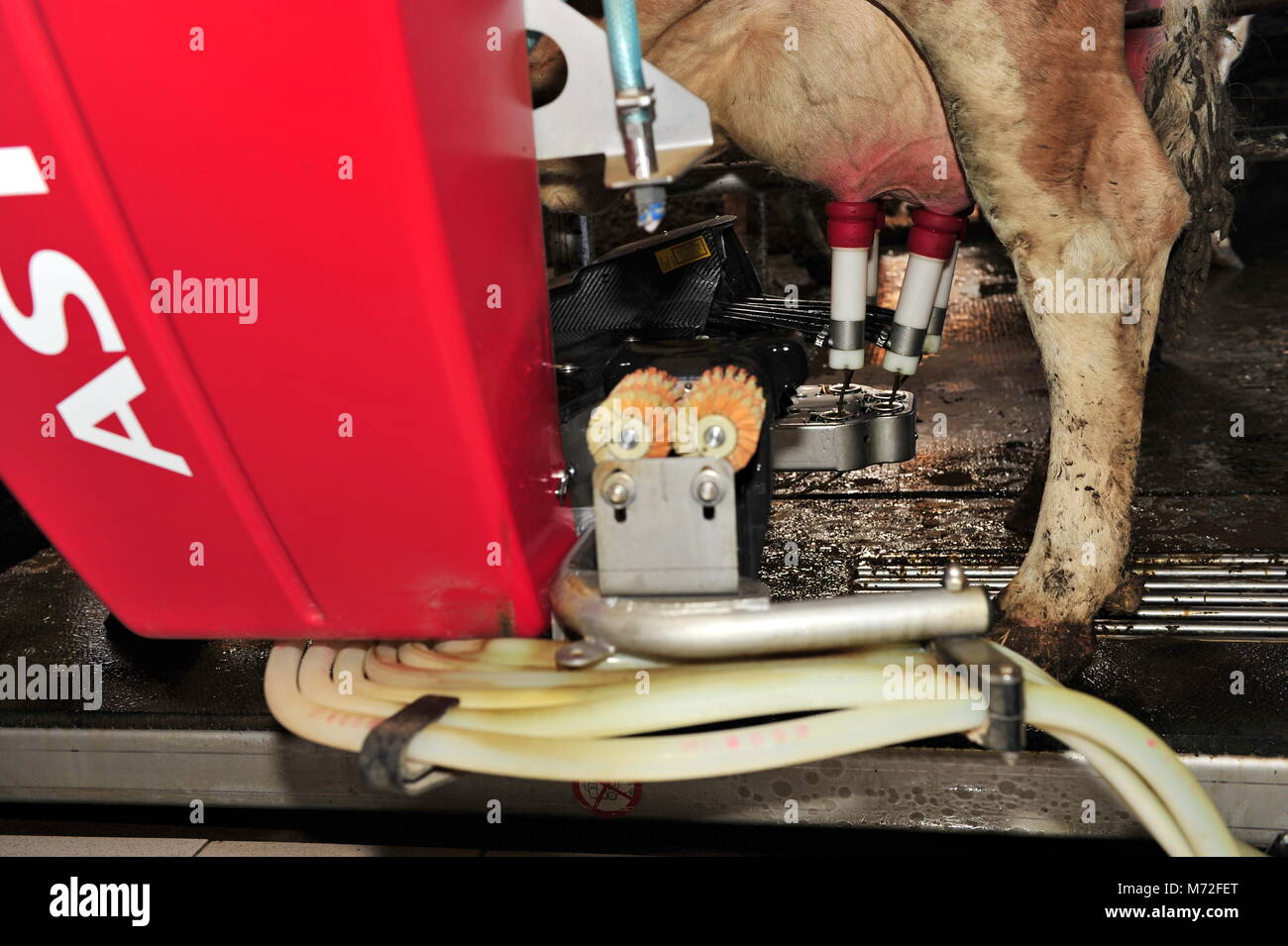 Robot milking machine hi-res stock photography and images - Alamy