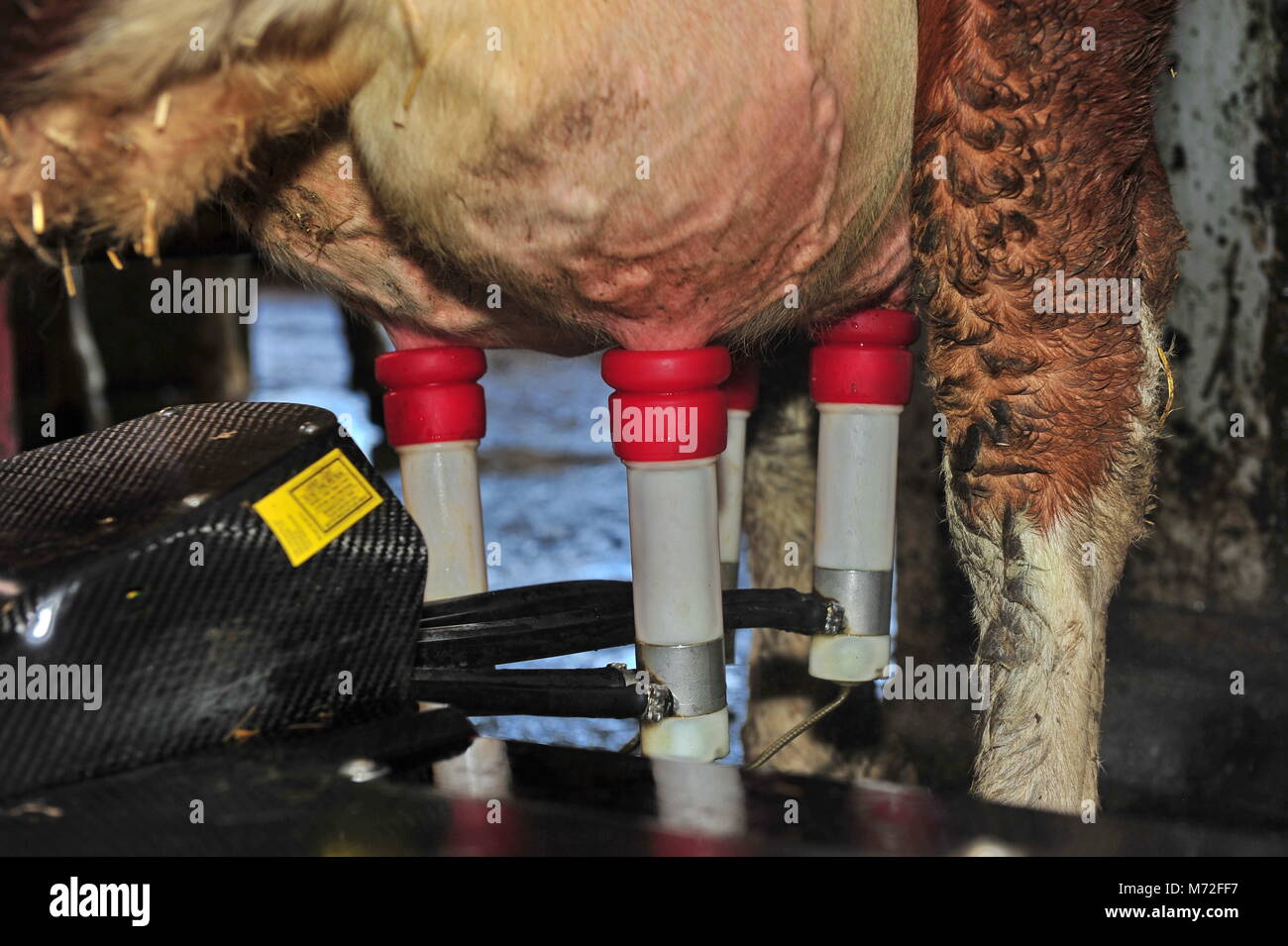 Milk robot 24 Stock Photo - Alamy
