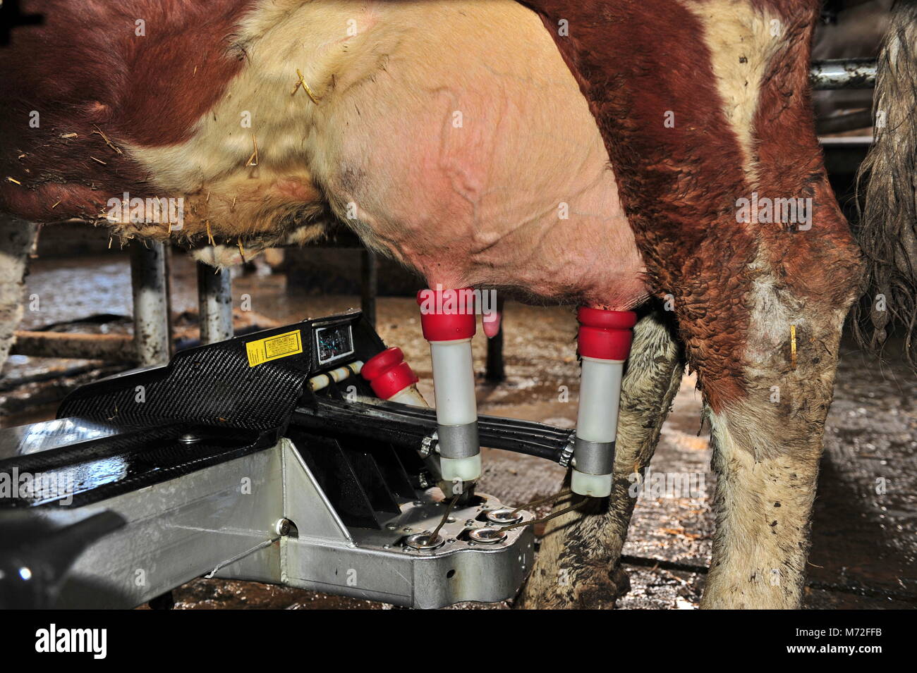 Milk robot 28 Stock Photo - Alamy