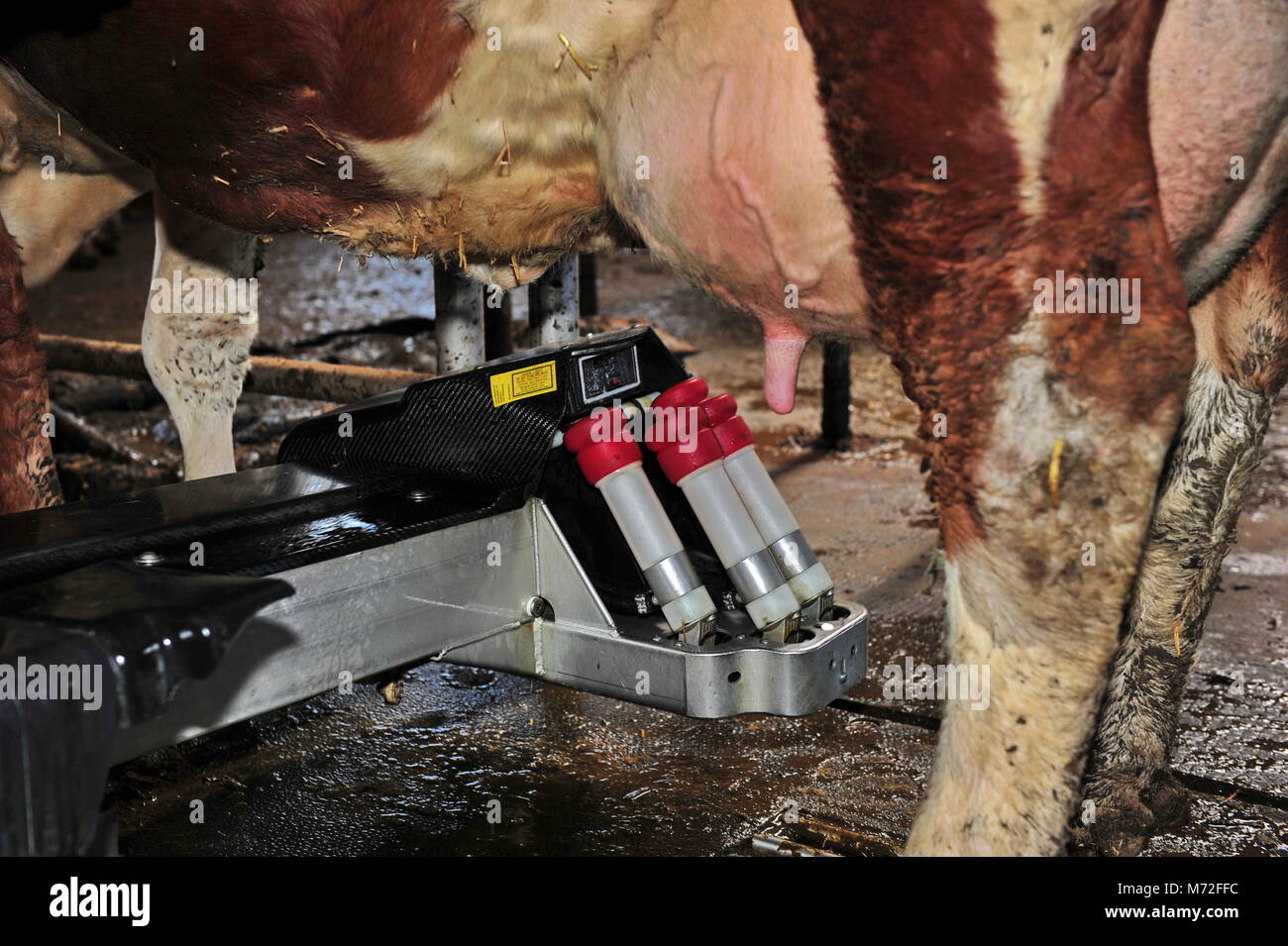 Milk robot 29 Stock Photo - Alamy