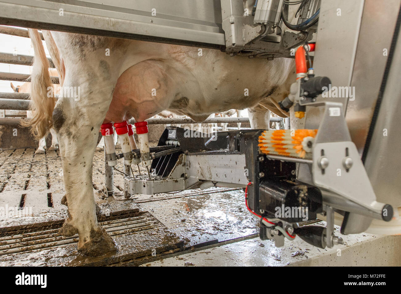 Milk robot 32 Stock Photo - Alamy