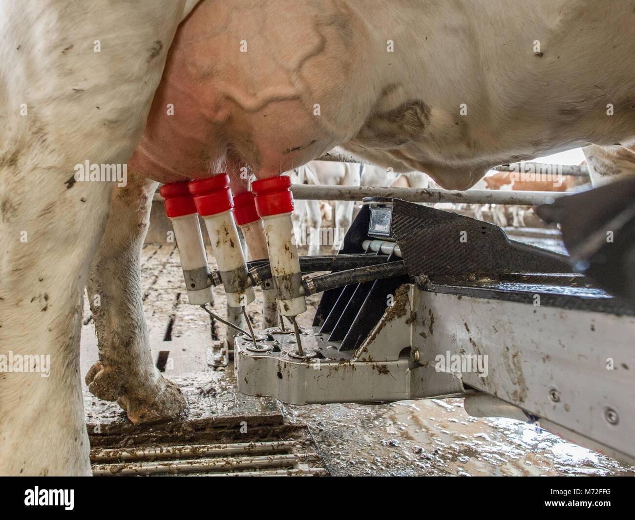 Robot milker hi-res stock photography and images - Alamy