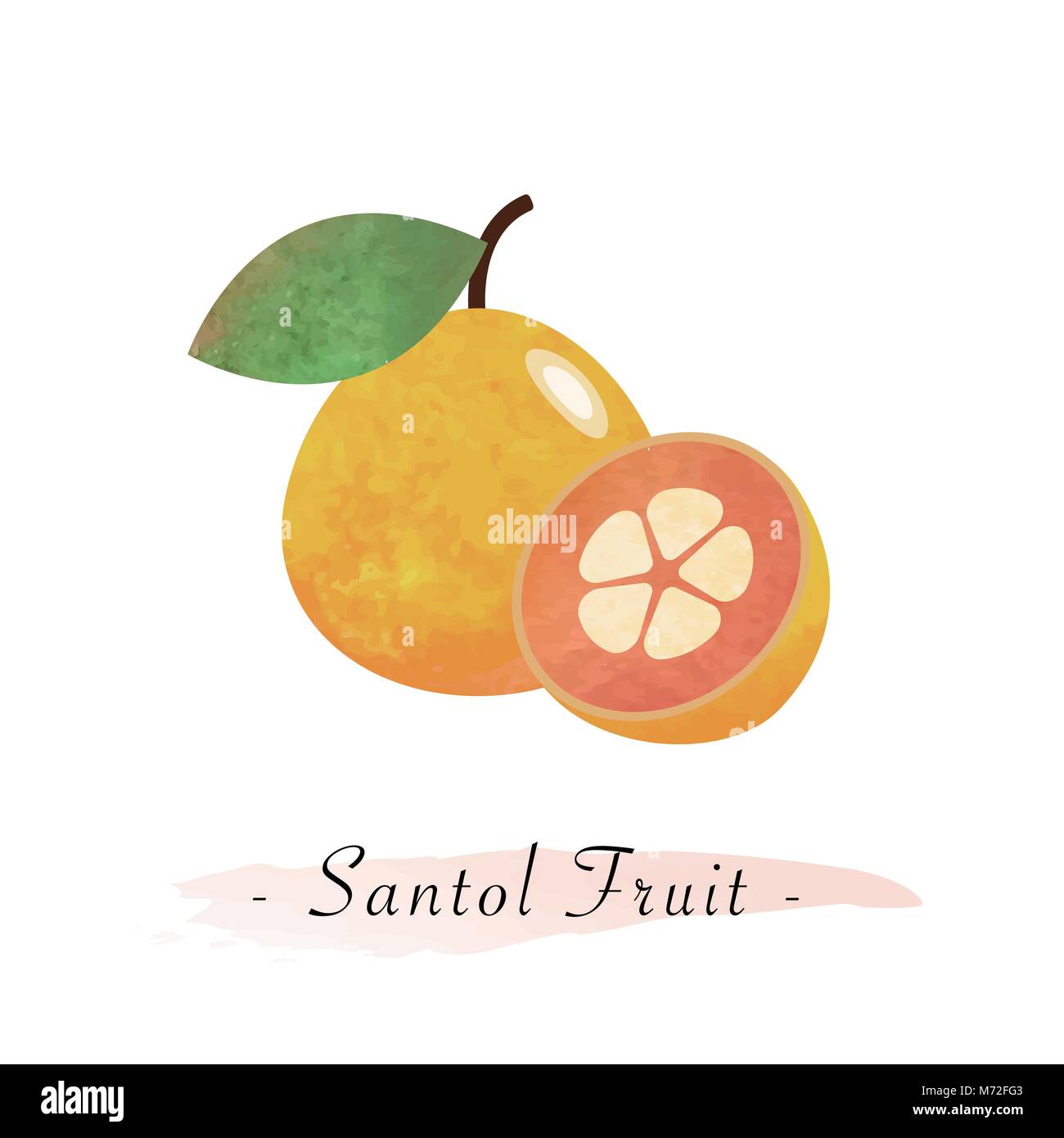 Santol fruit Stock Vector Images - Alamy