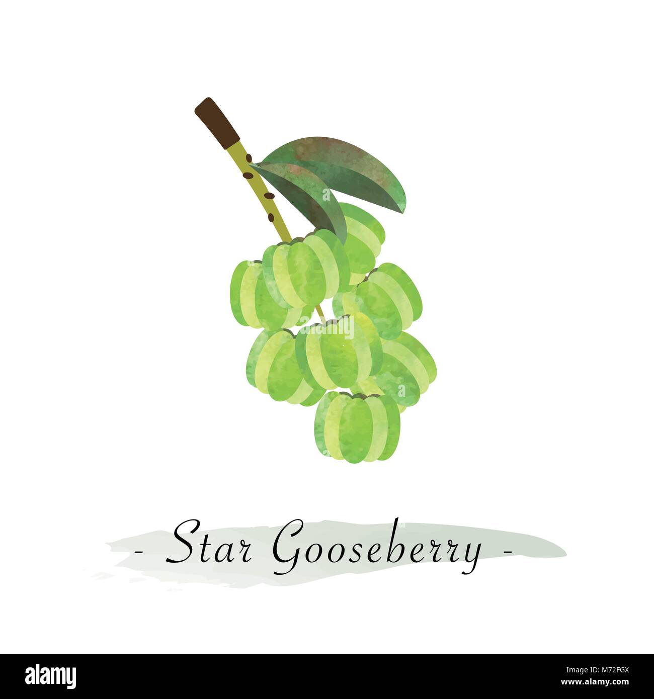 Colorful watercolor texture vector healthy fruit star gooseberry Stock ...