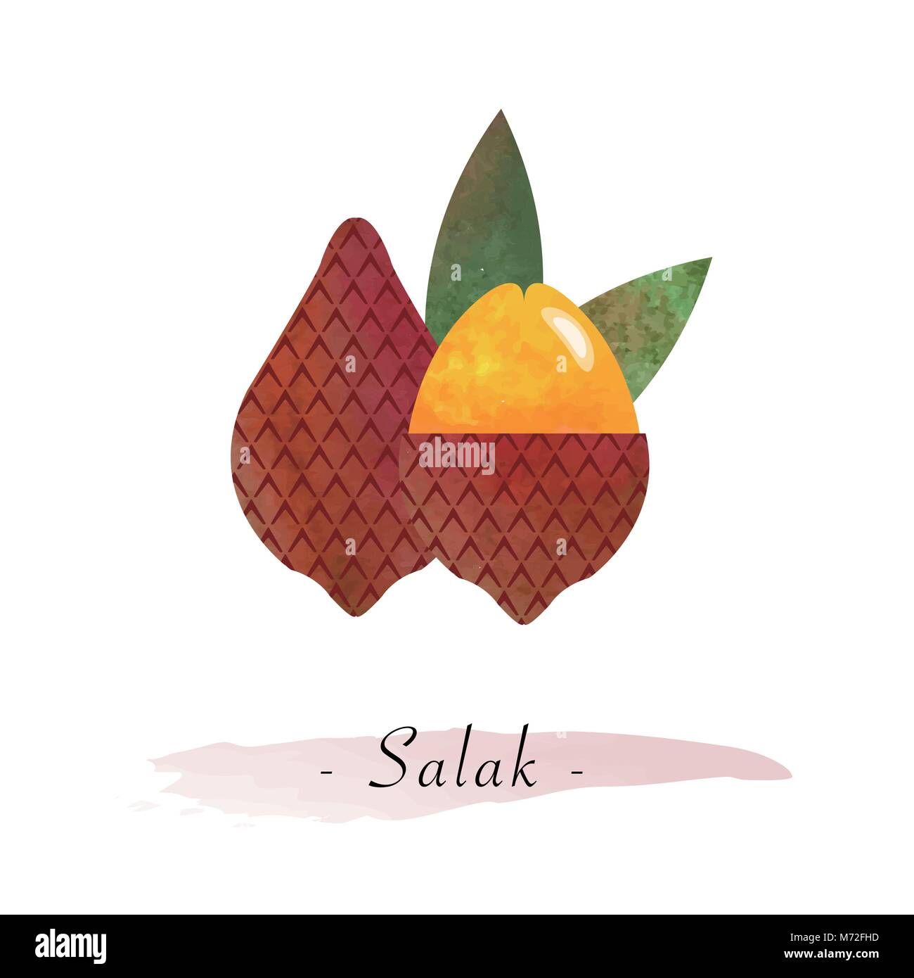 Colorful watercolor texture vector healthy fruit salak Stock Vector ...