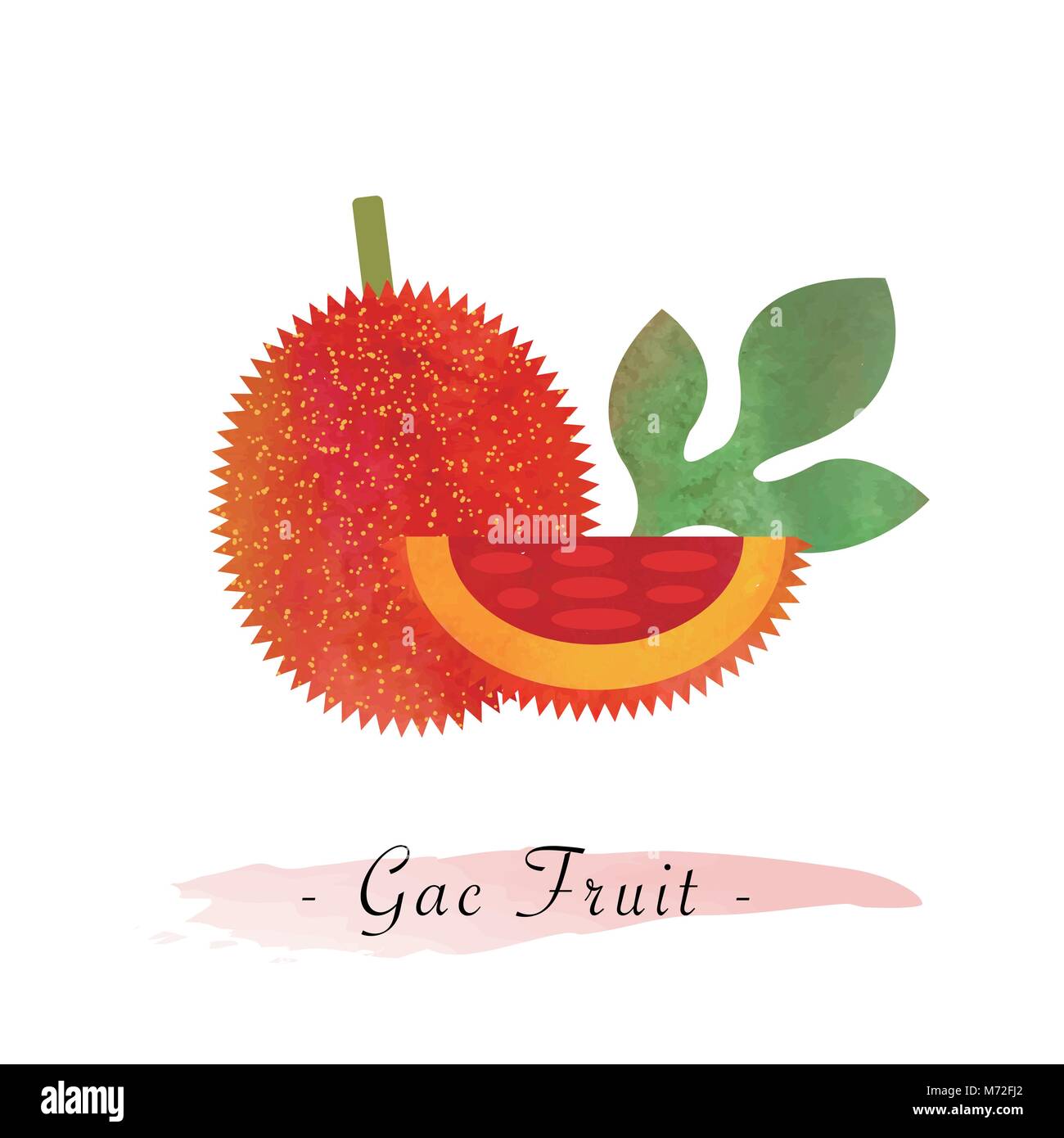 Colorful watercolor texture vector healthy gac fruit Stock Vector Image ...