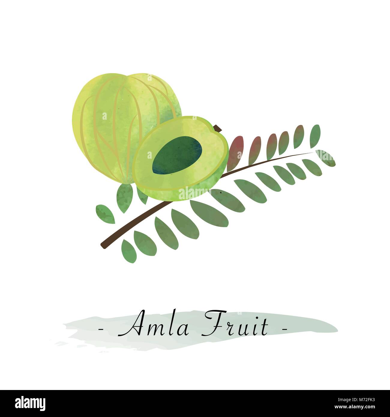 Colorful watercolor texture vector healthy amla fruit Stock Vector ...