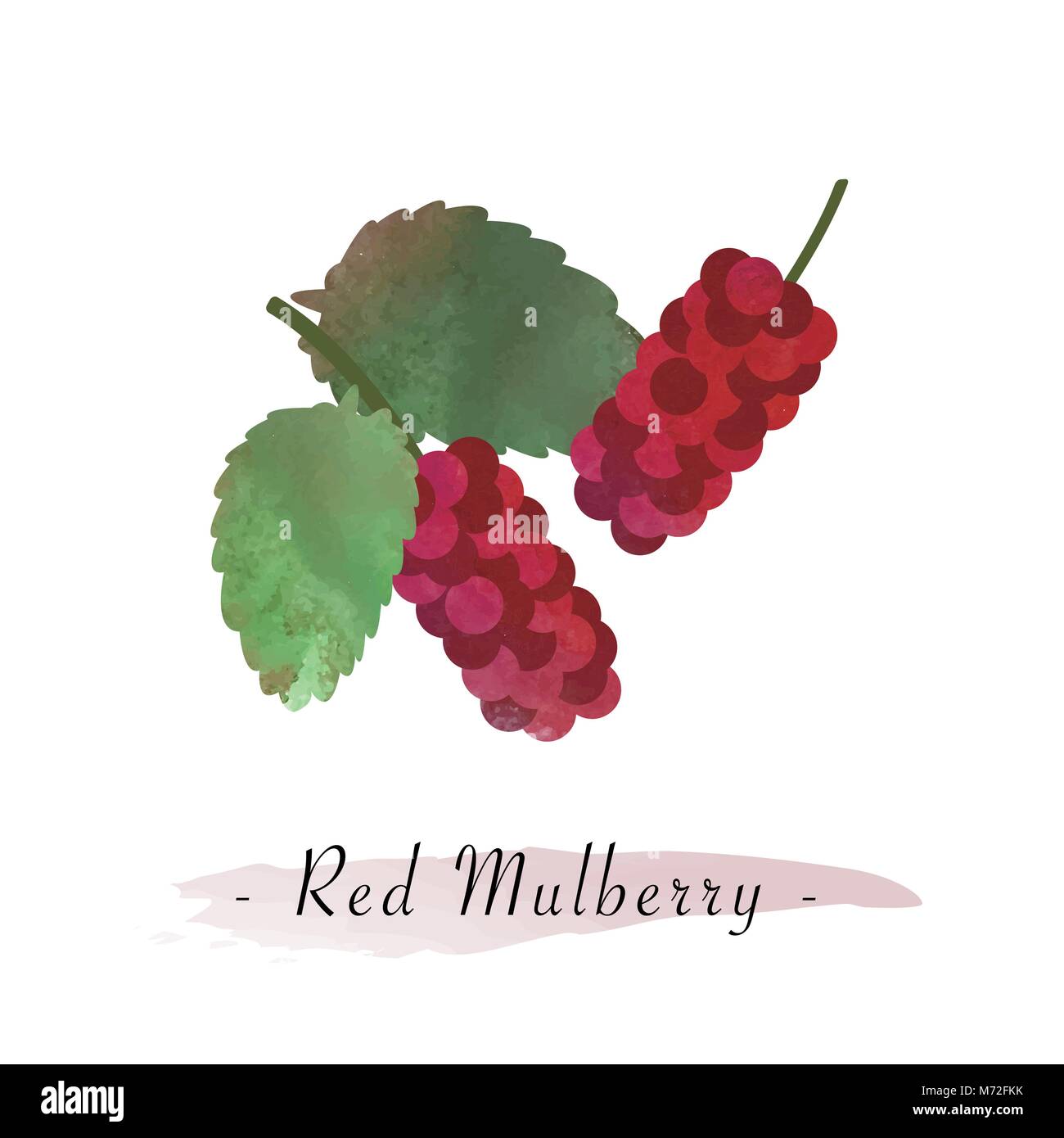 Colorful watercolor texture vector healthy fruit red mulberry Stock ...