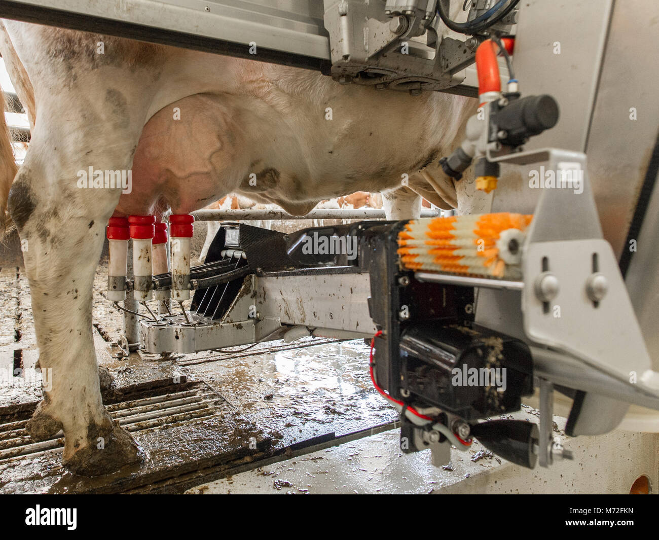 Milk robot 35 Stock Photo - Alamy
