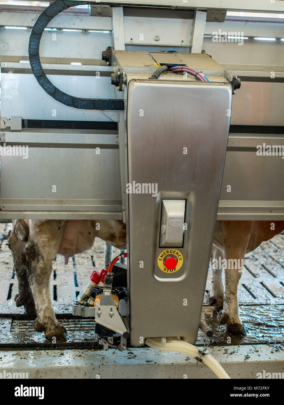 Milk robot 39 Stock Photo - Alamy