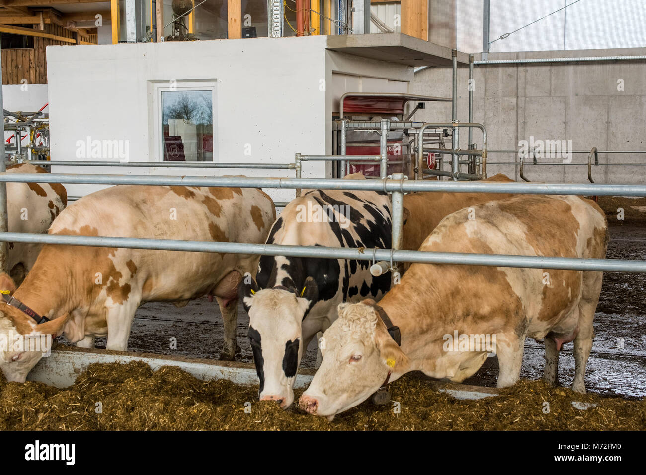 Robot milker hi-res stock photography and images - Alamy