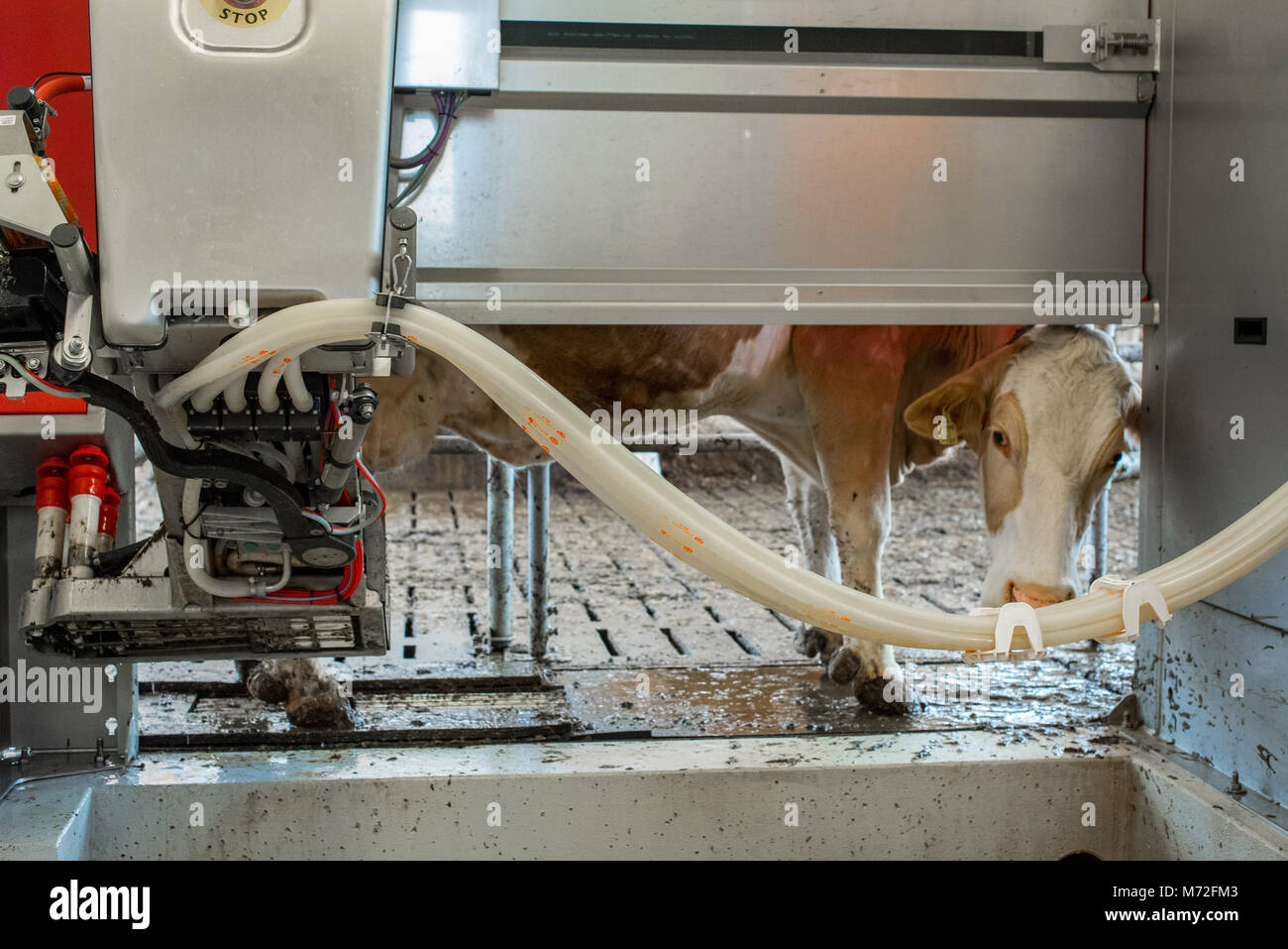 Robot milker hi-res stock photography and images - Alamy