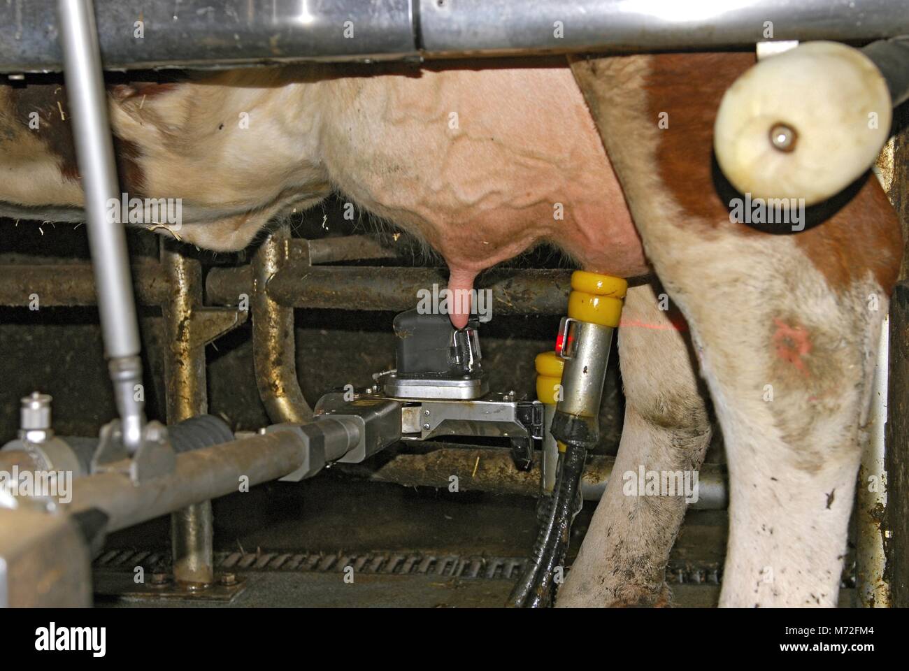 Milk robot 4 Stock Photo - Alamy