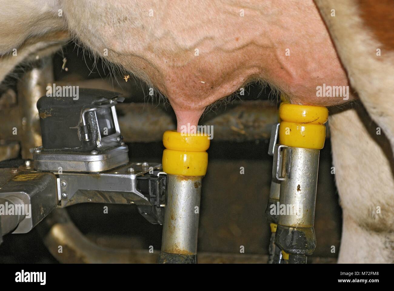 Robot Milking Machine Stock Photos & Robot Milking Machine Stock Images ...