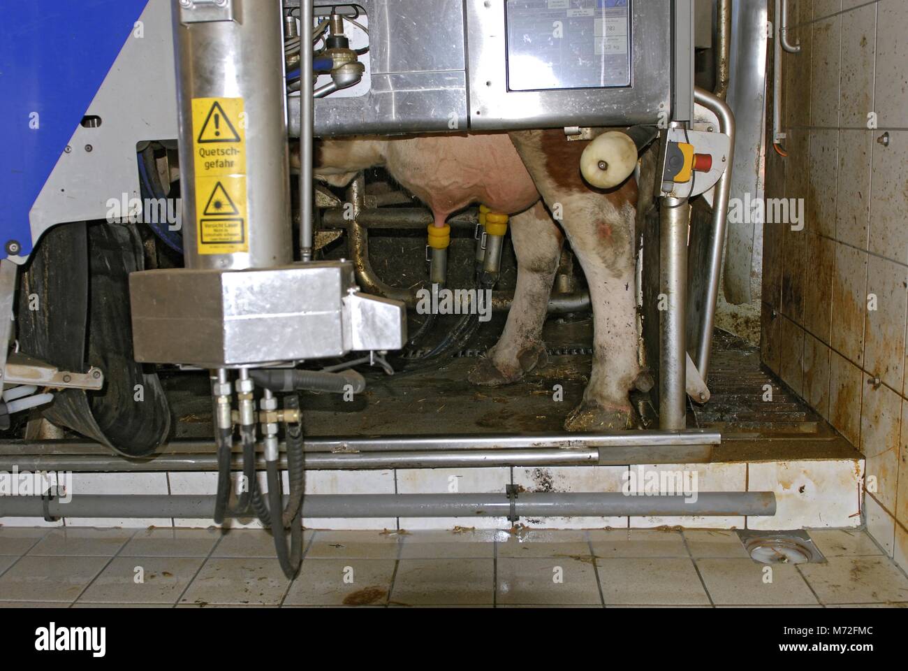 Milk robot 7 Stock Photo - Alamy