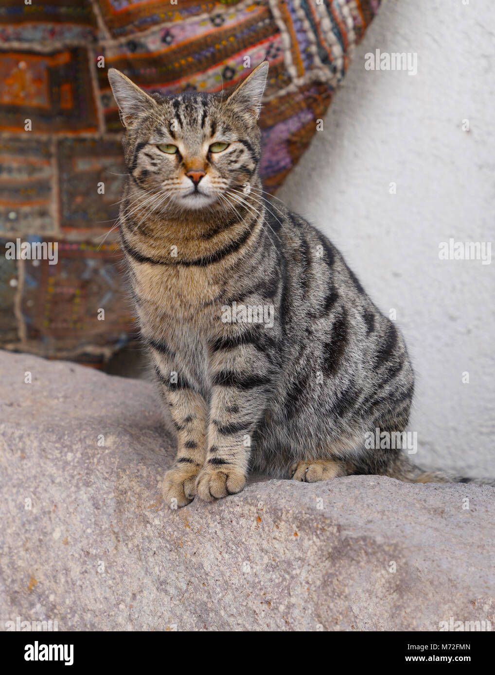 Tabby cat sitting rug hi-res stock photography and images - Alamy