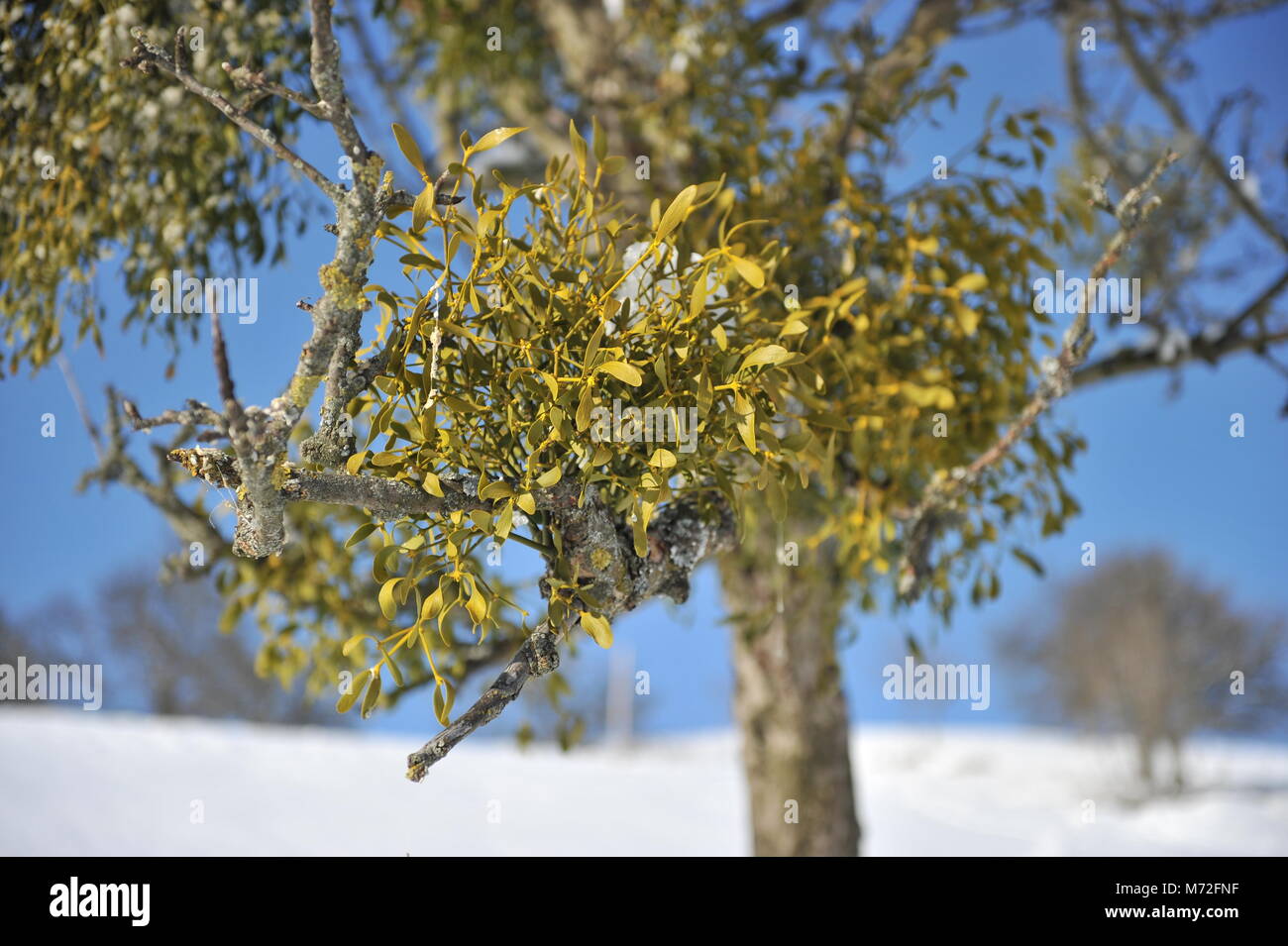 Mistletoe apple tree 1 Stock Photo - Alamy