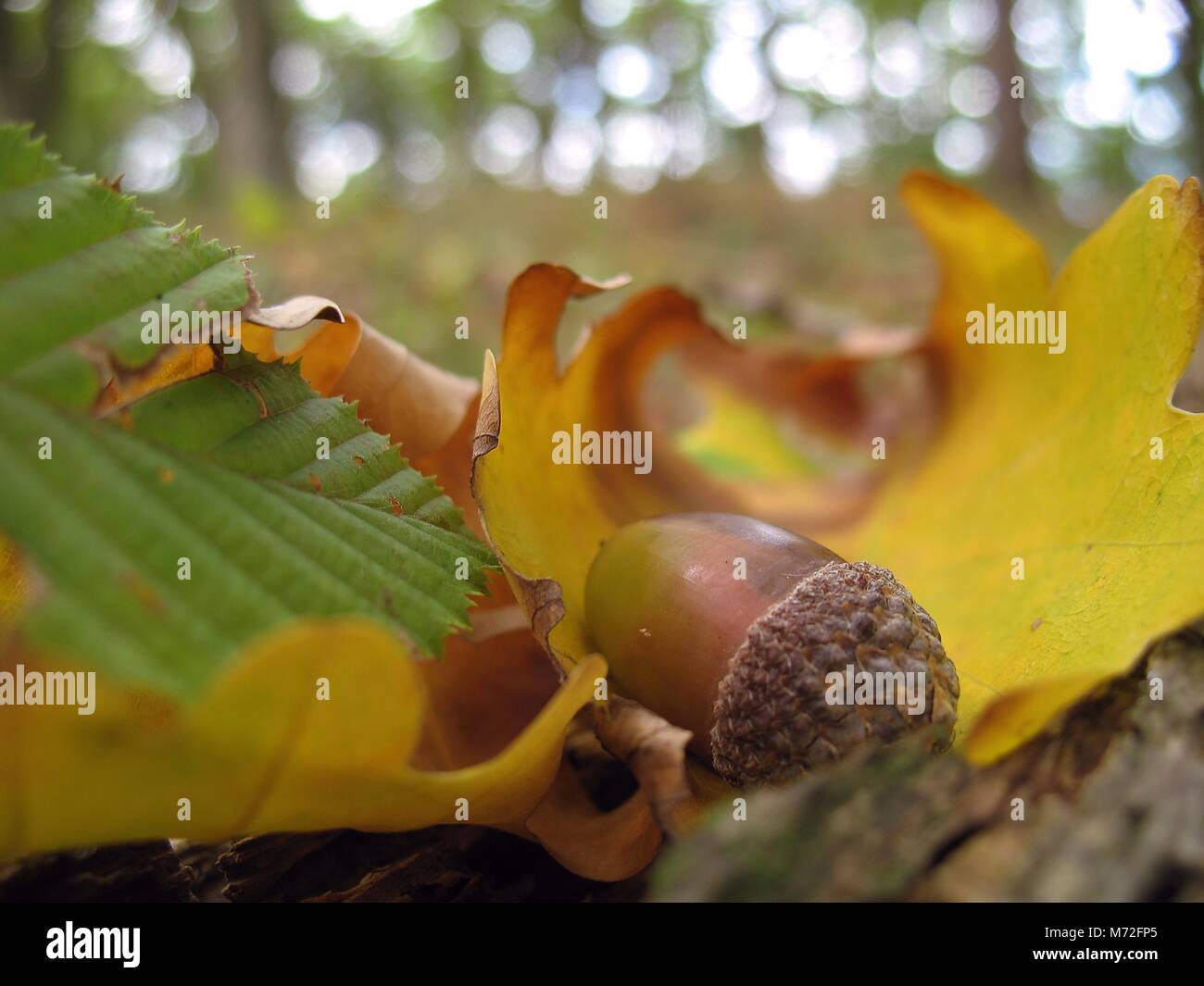 Oak beech 2 Stock Photo - Alamy