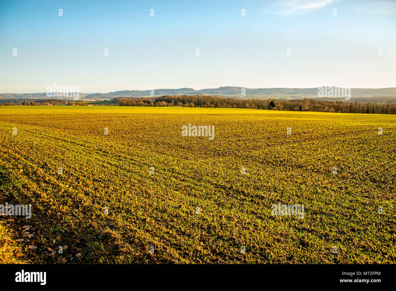Growing wheat in germany hi-res stock photography and images - Alamy