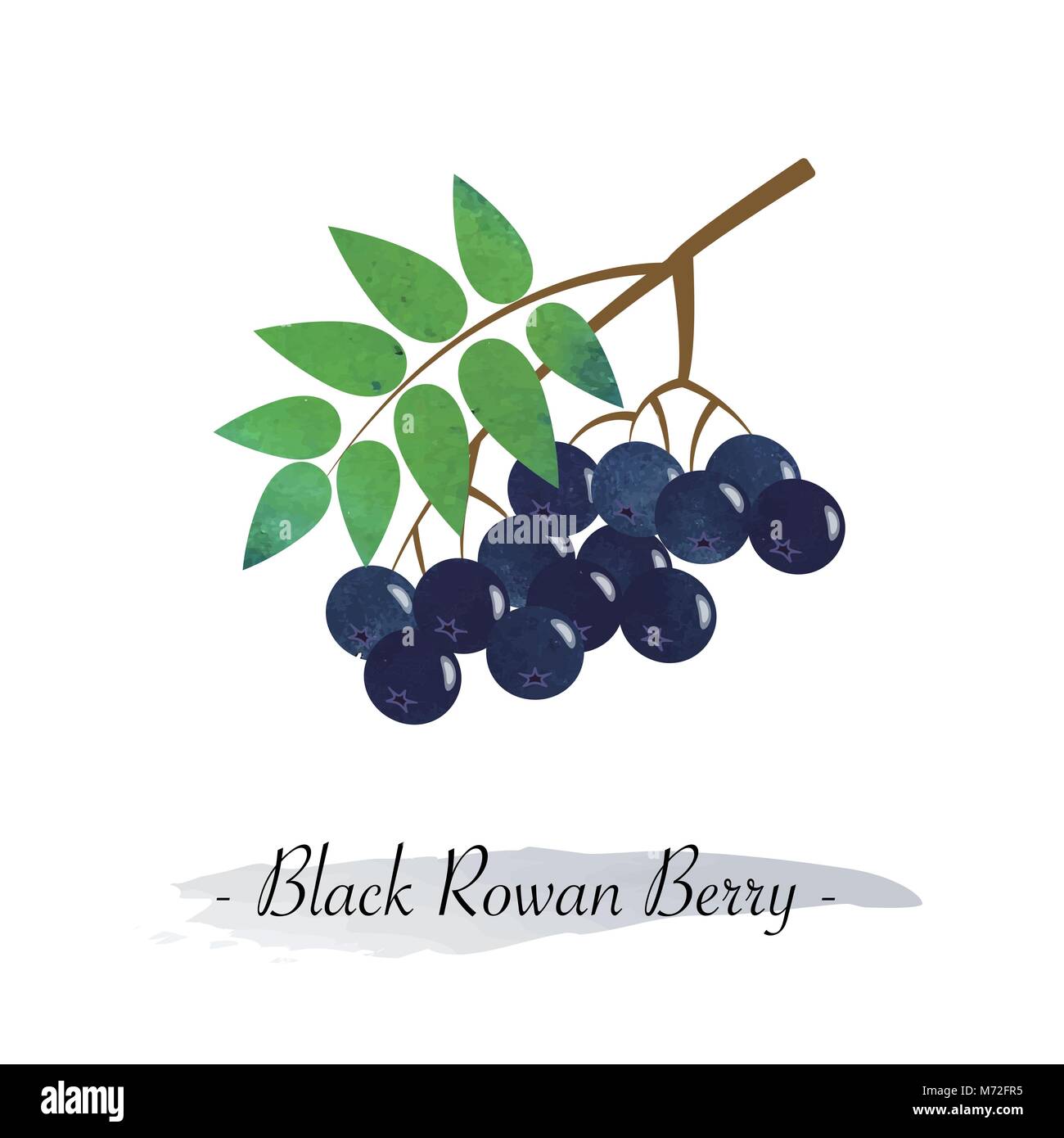 Colorful watercolor texture vector healthy fruit black rowan berry ...