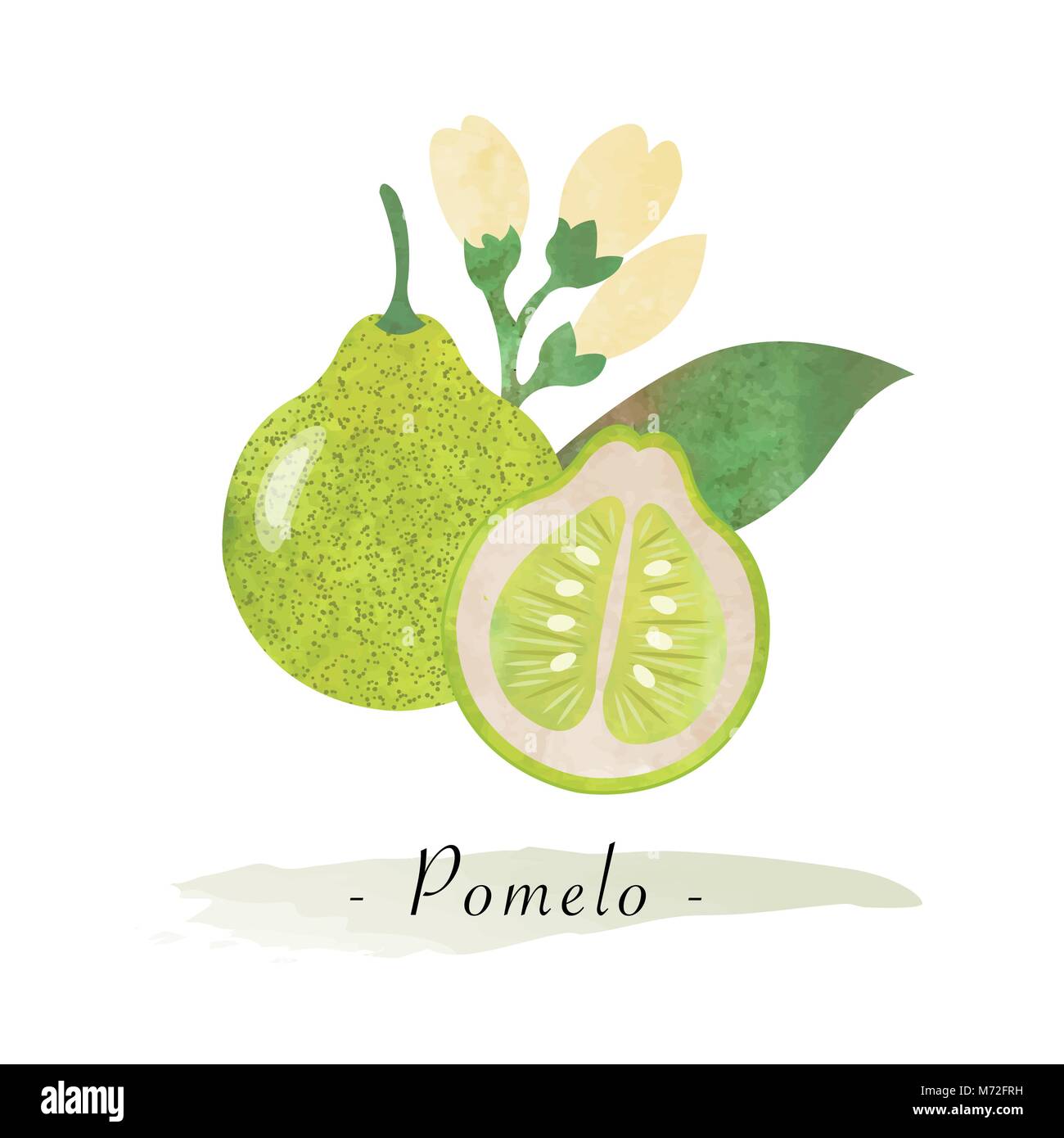 Colorful watercolor texture vector healthy fruit pomelo Stock Vector ...