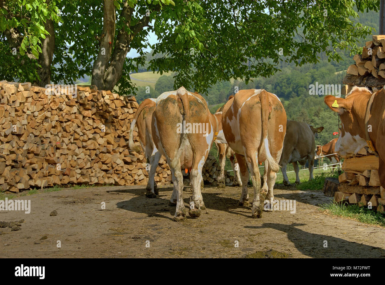 Pasture stocking 2 Stock Photo - Alamy