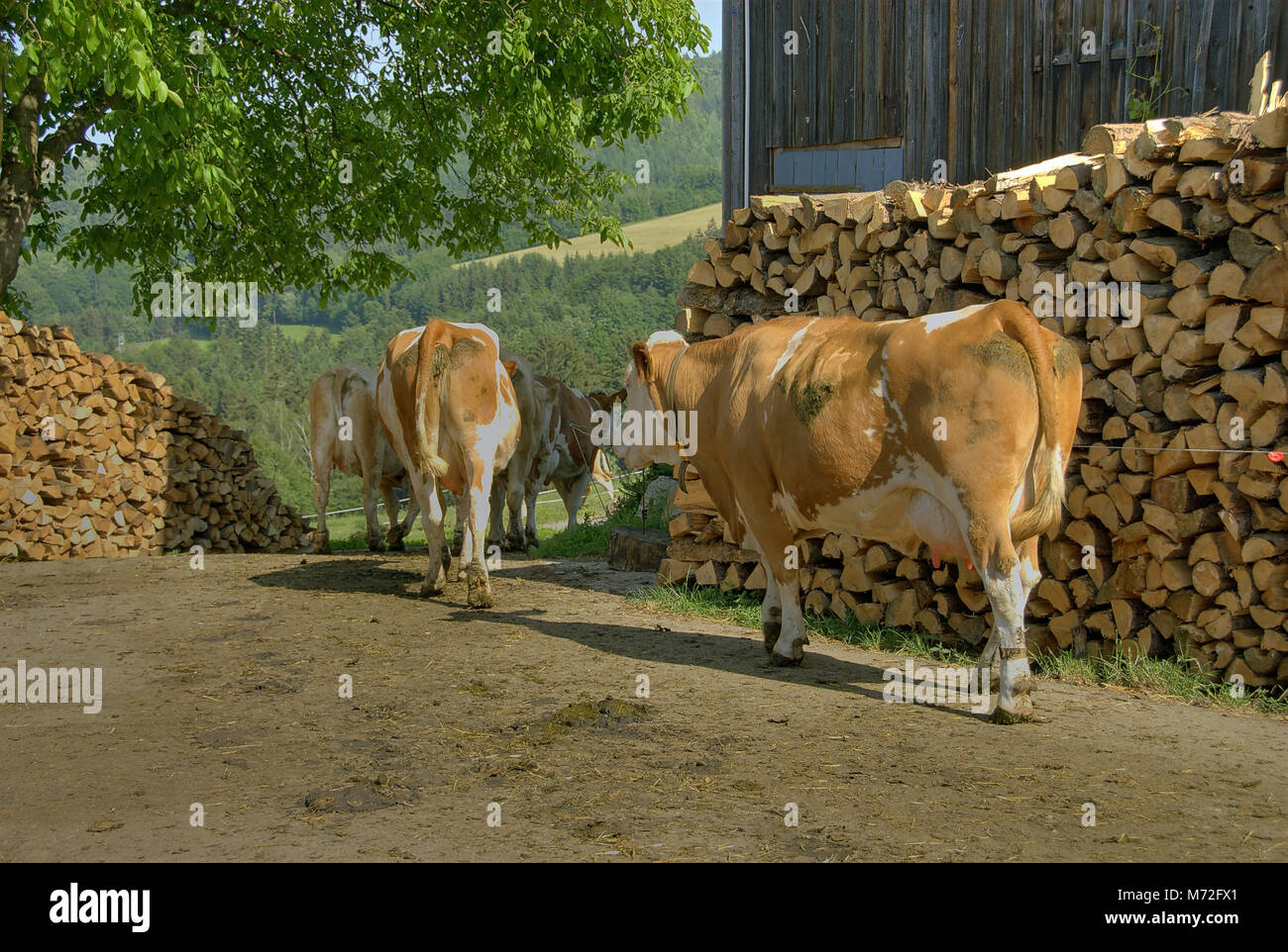 Pasture stocking 3 Stock Photo - Alamy