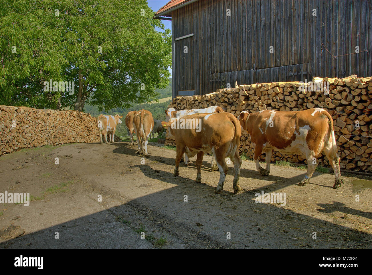 Pasture stocking 4 Stock Photo - Alamy
