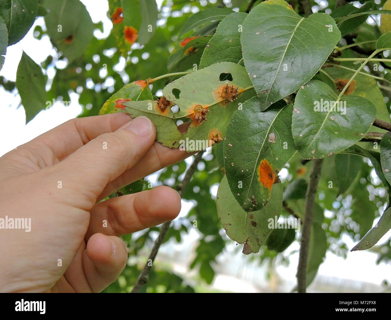 pear rust 4 Stock Photo - Alamy