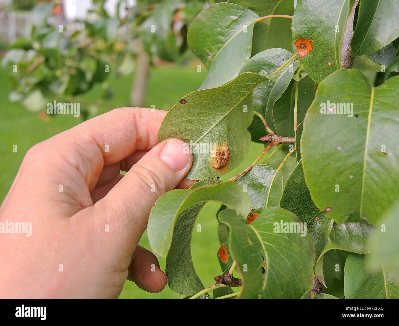 pear rust 6 Stock Photo - Alamy