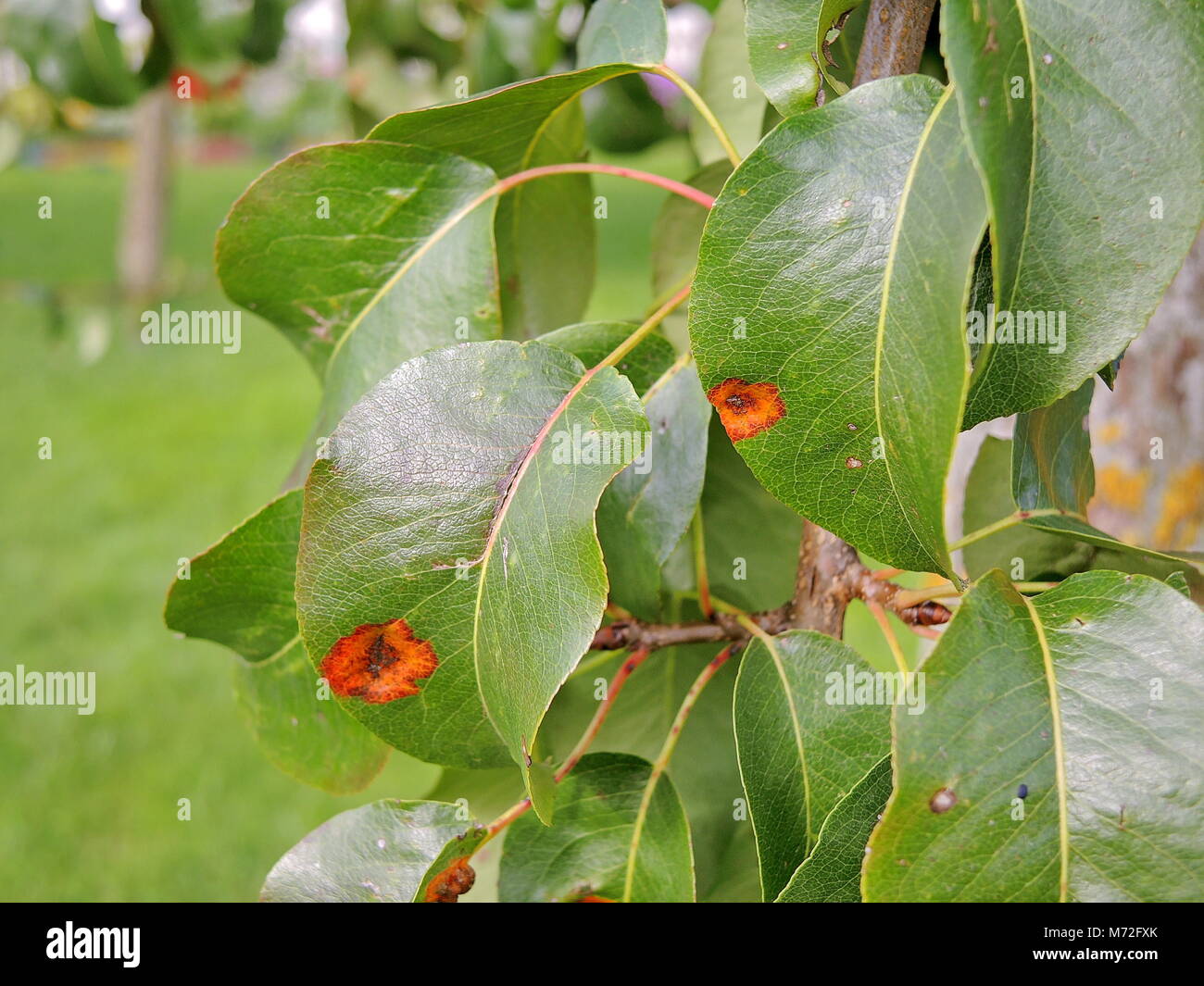 pear rust 7 Stock Photo - Alamy