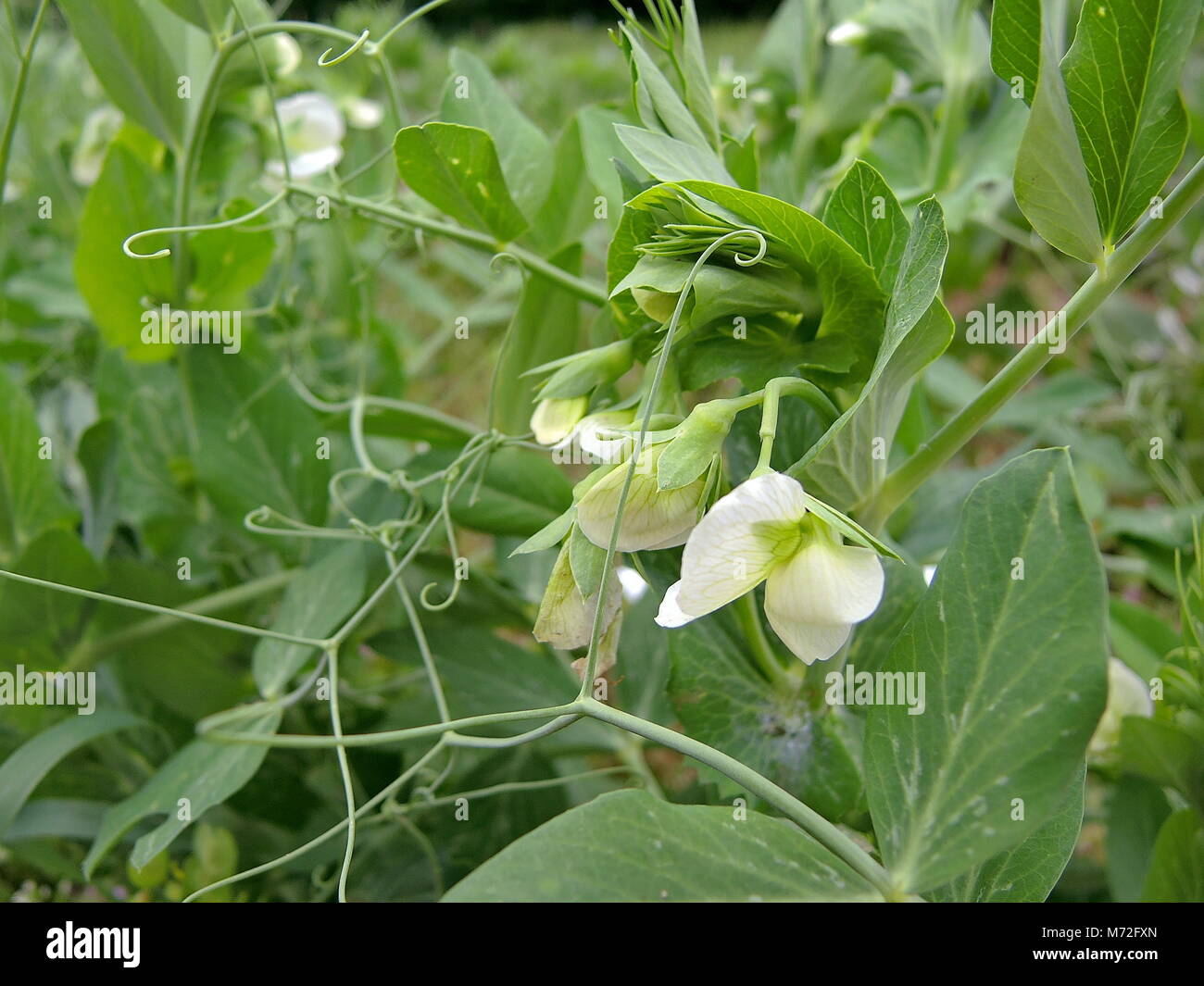 Peas legumen hi-res stock photography and images - Alamy
