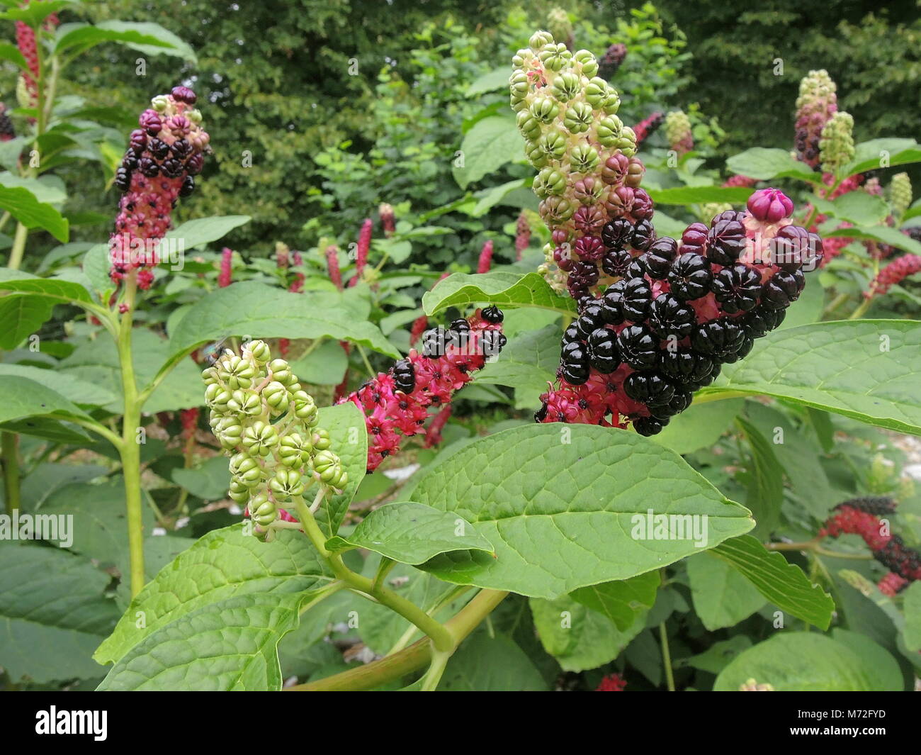 Phytolacca americana 4 Stock Photo - Alamy