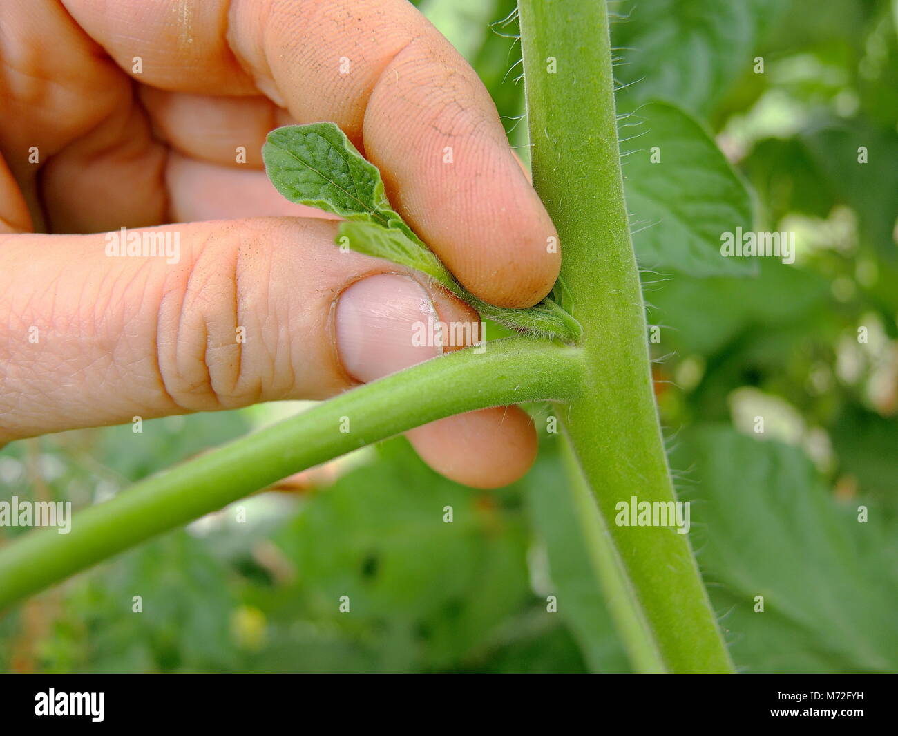 Pinch off hi-res stock photography and images - Alamy