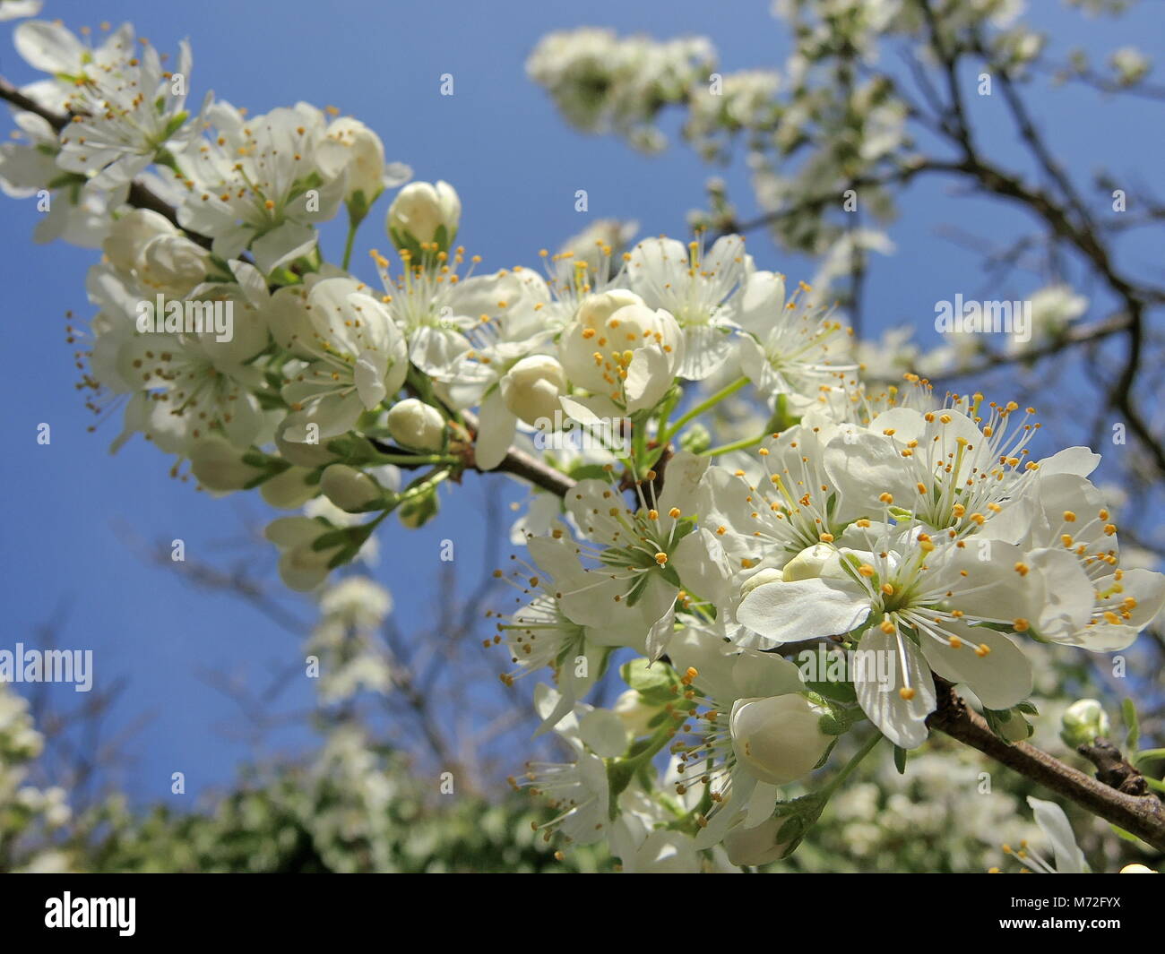 Plum tree blossom 10 Stock Photo - Alamy