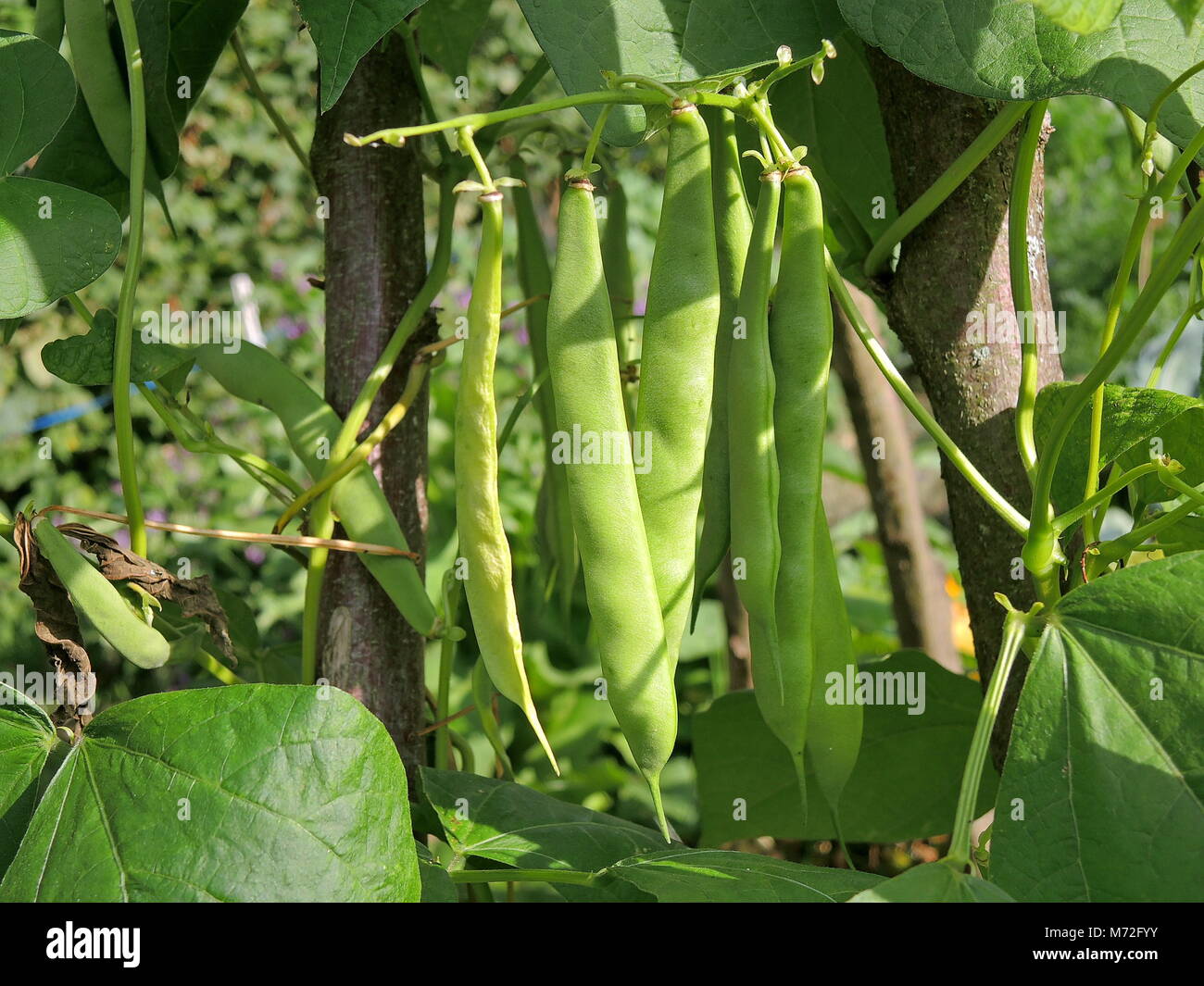 Pole beans 10 Stock Photo - Alamy
