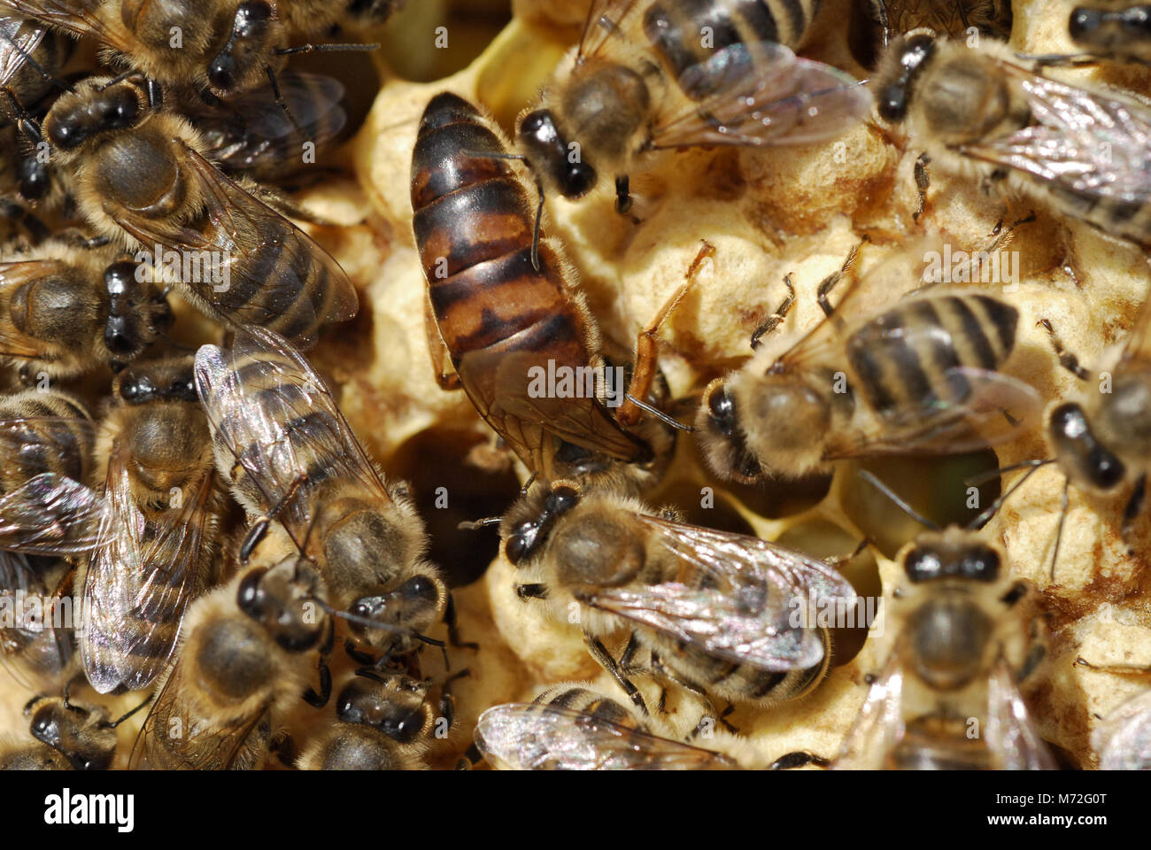 Queen bee 3 Stock Photo - Alamy