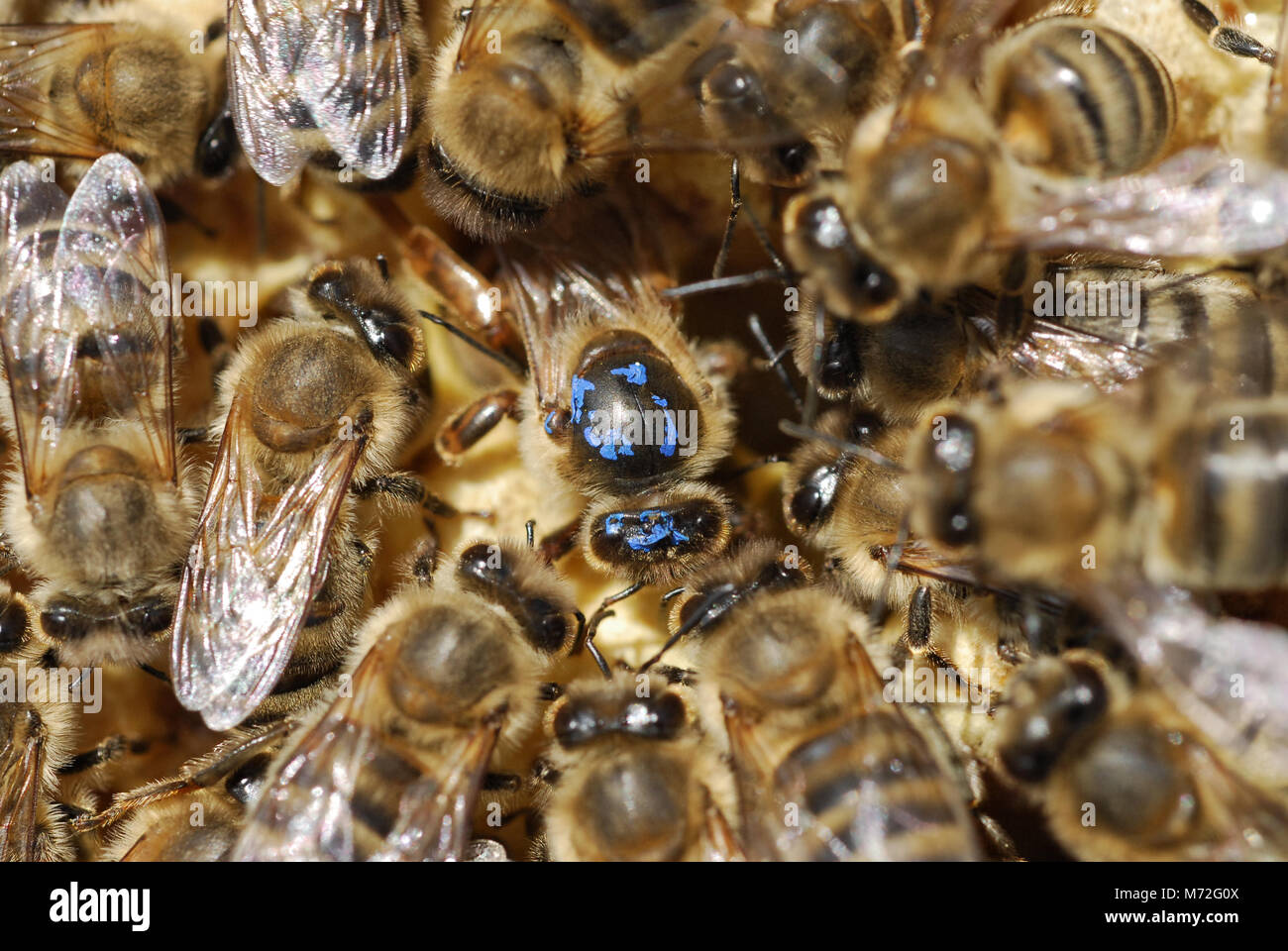 Queen bee 5 Stock Photo - Alamy