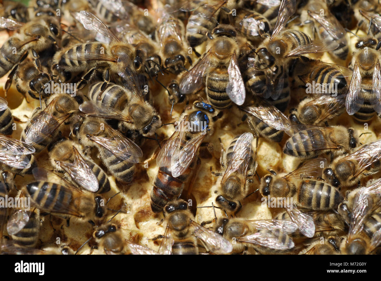 Queen bee 6 Stock Photo - Alamy