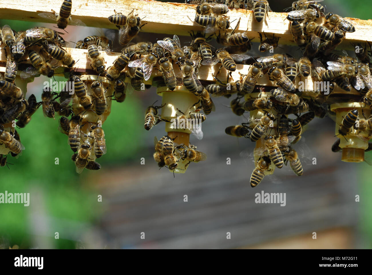 Queen rearing 1 Stock Photo - Alamy